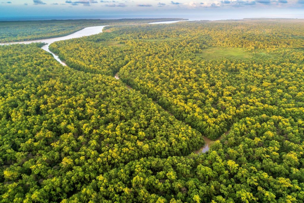 Amazonas, factor clave para enfrentar crisis climática y mantener ciclo ...