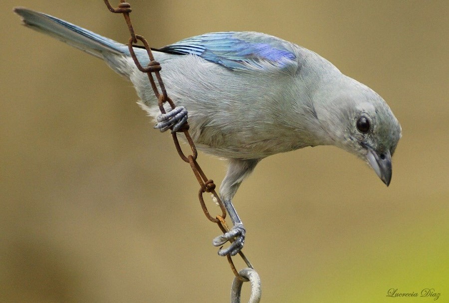 Azulejo, ave emblemática del estado Sucre – La Pluma