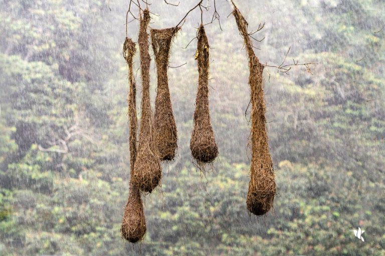 El Conoto negro y sus largos nidos colgantes – La Pluma